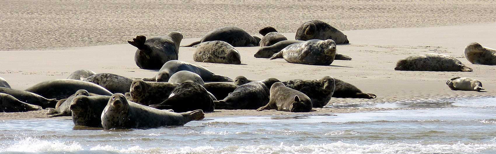 Robben an der Nordsee - Föhr, Amrum und Sylt
